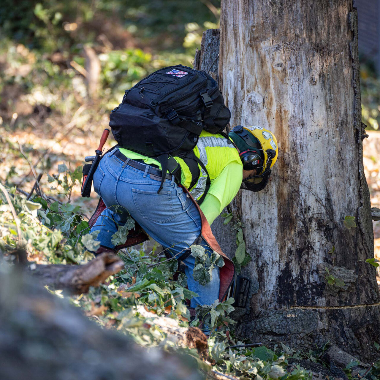 Home - Northern Tree Service