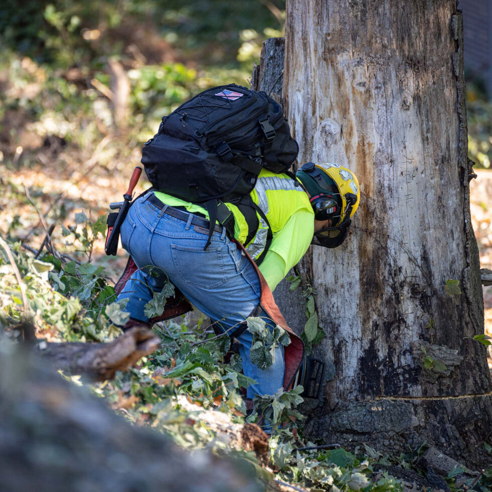Residential Tree Service - Northern Tree Service