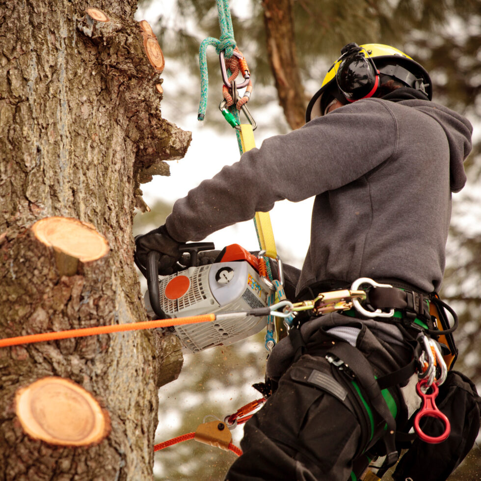 Residential Tree Service - Western MA - Northern Tree