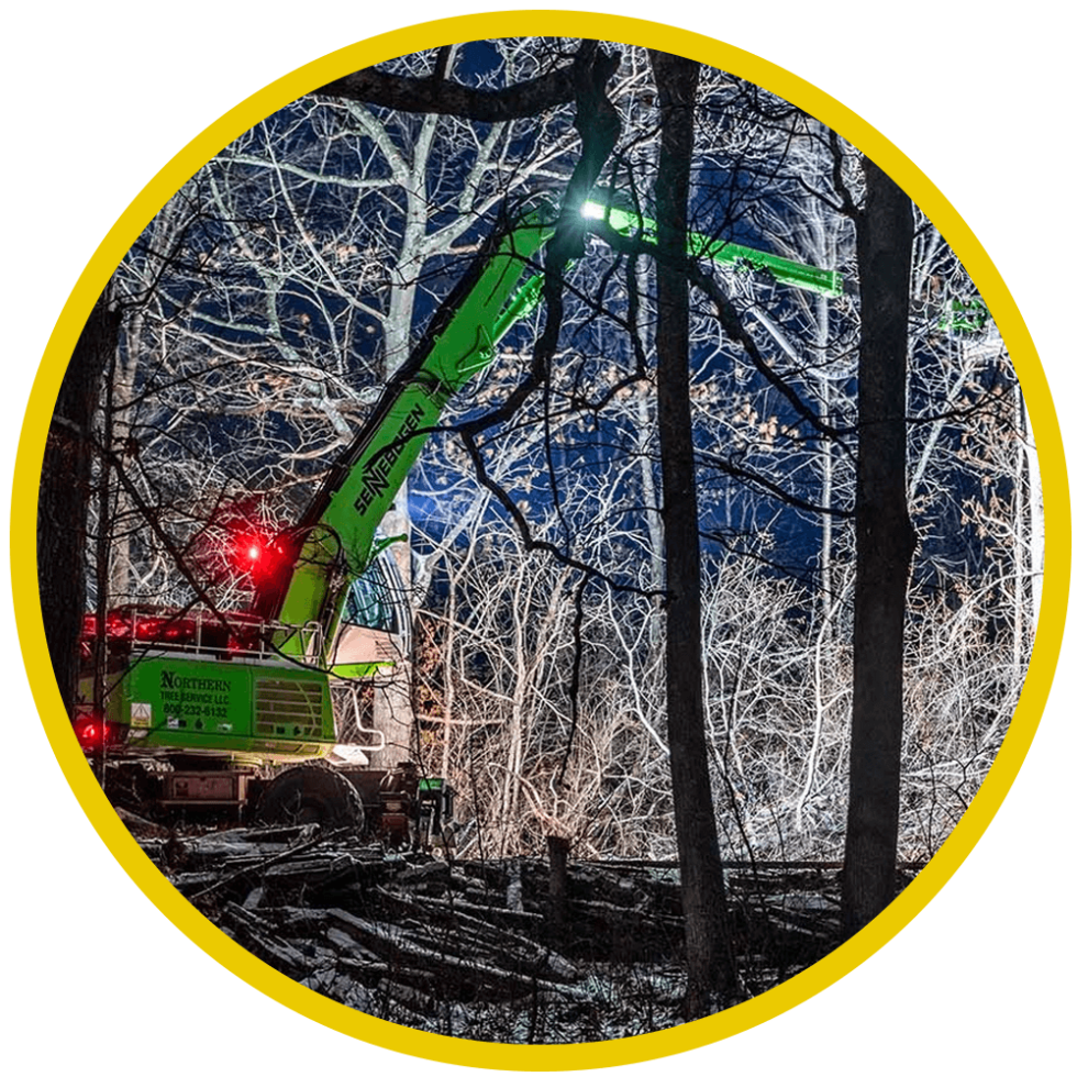 Home - Northern Tree Service