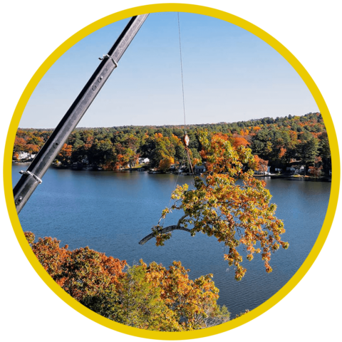 Home - Northern Tree Service