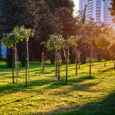 Tree Planting - Northern Tree Service
